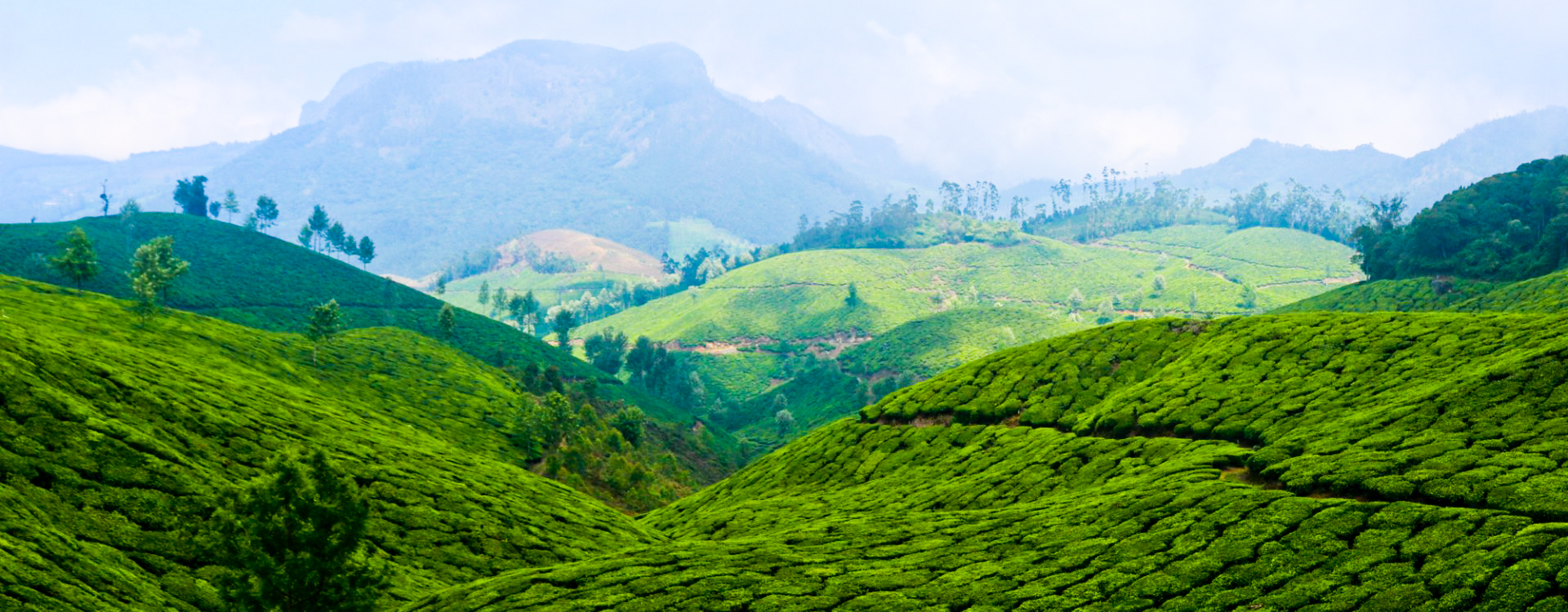 These Breathtaking Photographs Of Munnar make you travel immediately