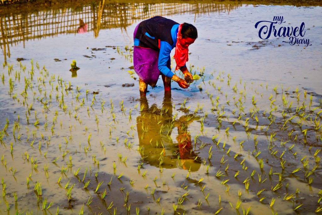 Meet The Mishing Tribe: Majuli Beyond Vaishnavite Satras